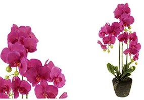 Velkokvětá orchidea, 3 stonky KT7905 Fialová