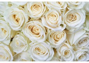 Vliesové fototapety na zeď Bílé růže | MS-5-0137 | 375x250 cm