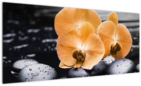 Květ orchideje - obraz na stěnu (100x40cm)