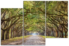 Obraz na plátně - Historické dubové stromy lemované polní cestou 1239D (105x70 cm)
