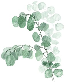 Ilustrace Watercolor silver dollar eucalyptus, Blursbyai, (30 x 40 cm)