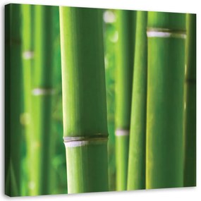 Obraz na plátně Bambusové zenové lázně Nature - 50x50 cm