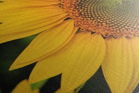 Obraz žlutá slunečnice