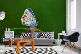 DIMEX | Samolepicí vliesová fototapeta na zeď Motýl na poupátku MA-5-0466 | 375 x 250 cm | zelená, modrá, fialová