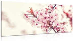 Obraz růžové květy třešně Varianta: 100x50