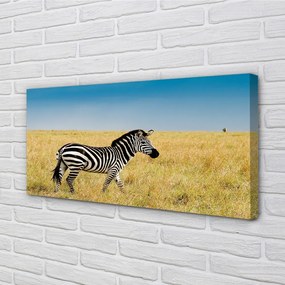 Obrazy na plátně Zebra box 120x60 cm