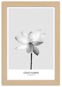 Gario Plakát Bílý lotosový květ Barva rámu: Černá, Rozměry: 60 x 90 cm