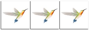 Obraz na plátně - Kolibřík na bílém pozadí - panoráma 589A (120x40 cm)