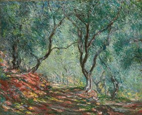 Monet, Claude - Obrazová reprodukce Olive Trees in the Moreno Garden; Bois d'oliviers au jardin Moreno, (40 x 35 cm)