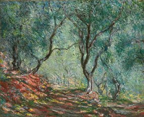 Obrazová reprodukce Olive Trees in the Moreno Garden; Bois d'oliviers au jardin Moreno, Monet, Claude