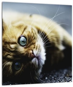 Obraz kočky (30x30 cm)
