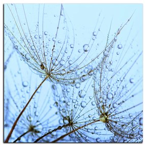 Obraz na plátně - Pampelišková semínka s kapkami vody - čtverec 3202A (50x50 cm)