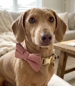 Pet Amour Motýlek na obojek pro psy starorůžový Velikost: S