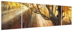 Obraz - Podzimní svit (170x50 cm)