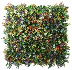 Buxus multicolor, dílec 50 x 50 cm