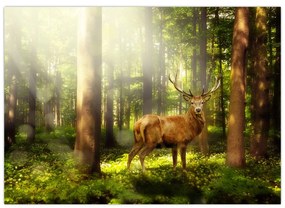 Skleněný obraz jelena v lese (70x50 cm)