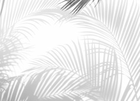 Malvis ® Tapeta Černobílý stín palmy Vel. (šířka x výška): 432 x 290 cm