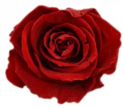 Hlavy růží - standard 6 ks Red - červená