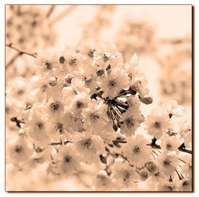Obraz na plátně - Třešňový květ - čtverec 3279FA (80x80 cm)