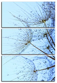 Obraz na plátně - Pampelišková semínka s kapkami vody - obdélník 7202B (120x80 cm)
