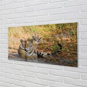 Obraz na skle Tigers 100x50 cm