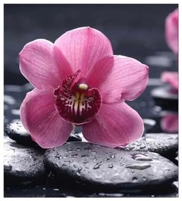 DIMEX | Vliesová fototapeta na zeď Orchidej MS-3-0120 | 225 x 250 cm | černá, růžová