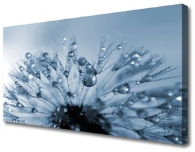 Obraz na plátně Pampeliška Květ Kapky 100x50 cm