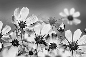 Tapeta květiny v černobílém provedení - 150x270