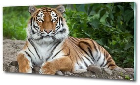 Wallmuralia Fotoobraz na skle Tygr ussurijský 100x50