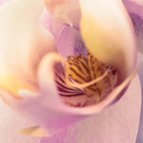 Malvis ® Tapeta Orchidej a perly Vel. (šířka x výška): 360 x 260 cm