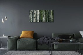 Obrazy na plátně březového lesa 100x50 cm