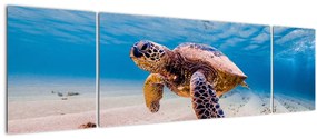 Obraz želvy v oceánu (170x50 cm)