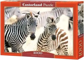 Castorland 105021 Mladé zebry / 1000 dílků / od 9 let