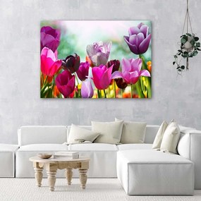 Gario Obraz na plátně Barevné tulipány na louce Rozměry: 60 x 40 cm