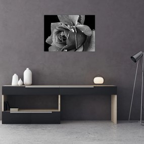 Skleněný obraz růže - černobíla (70x50 cm)
