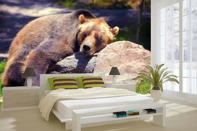 DIMEX | Samolepicí vliesová fototapeta na zeď Spící medvěd grizzly MA-5-0434 | 375 x 250 cm | zelená, béžová, hnědá
