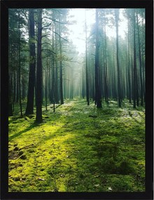 Obraz Green Forest 30x40cm