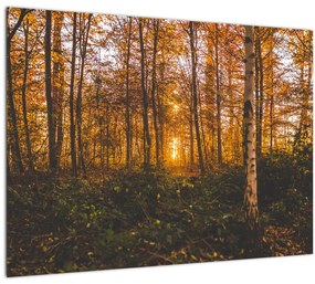 Skleněný obraz podzimního lesa (70x50 cm)