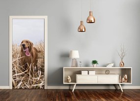 Samolepící fototapeta na dveře Golden retriever 95x205 cm