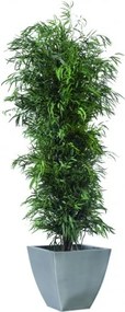 Nicoly tree 240 cm