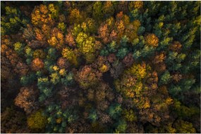 Vojta Herout | Nothing But A Forest Rám: Černý, Velikost: 50 x 70 cm