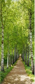 Komar Papírová fototapeta Birch Alley, 92 x 220 cm