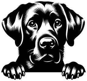 Samolepka pes Labradorský retrívr