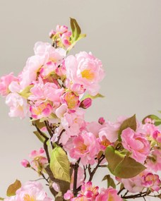 Kvetoucí Sakura Pink v květináči 50 cm