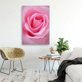 Obraz na plátně, Růžový květ rostlina - 70x100 cm