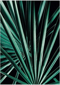 Plakát Dark Palm Tree