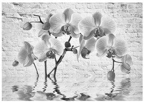 Fototapeta - Orchid in Shades of Gray
