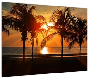 Skleněný obraz palmy v západu slunce (70x50 cm)