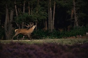 Samolepící fototapeta majestátní jelen