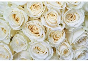 DIMEX | Samolepicí vliesová fototapeta na zeď Bílé růže MA-5-0137 | 375 x 250 cm | bílá, krémová